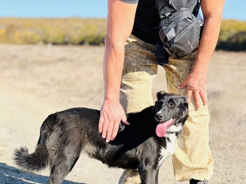 Отдам подросшего щенка в добрые руки