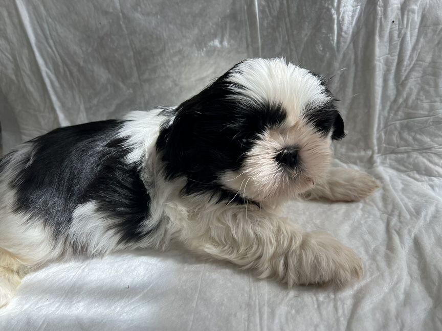 Щенок щит-цу