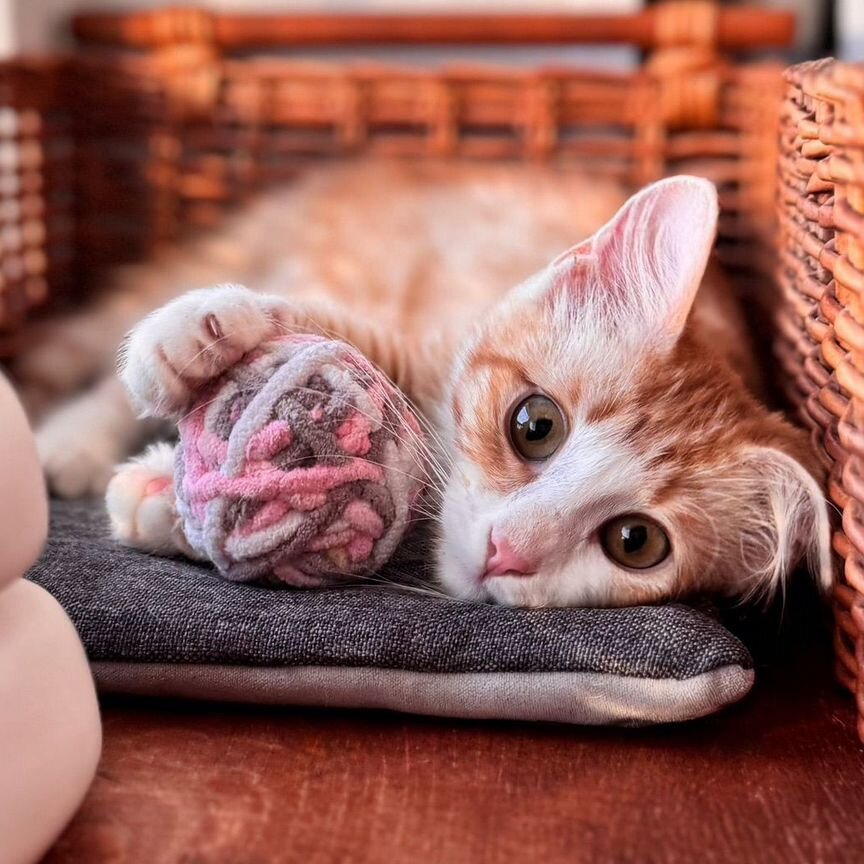 Котёнок в добрые руки