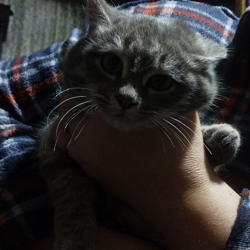 Котята в добрые руки бесплатно мальчик и девочка