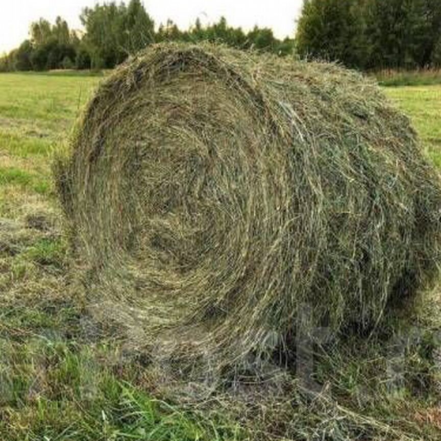 Сено люцерны в рулонах