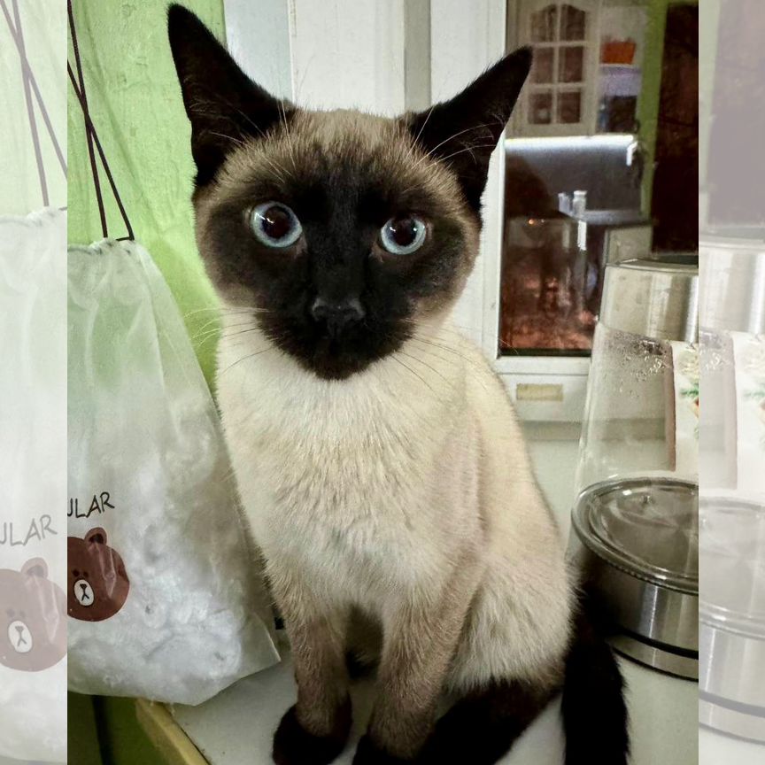 Сиамская, взрослая кошка