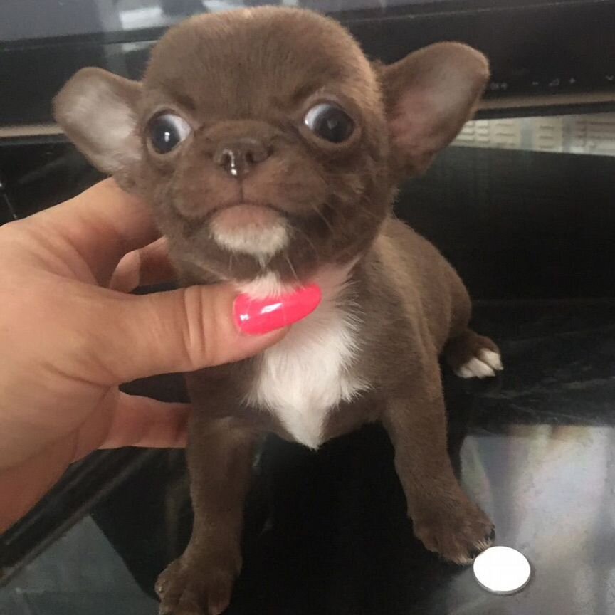 Щенки чихуахуа