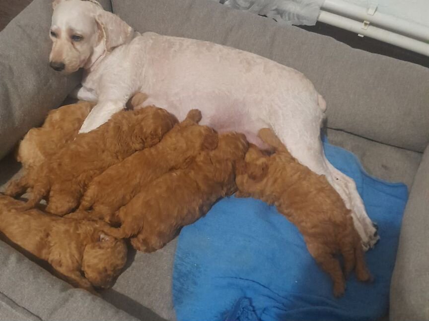 Карликовый пудель