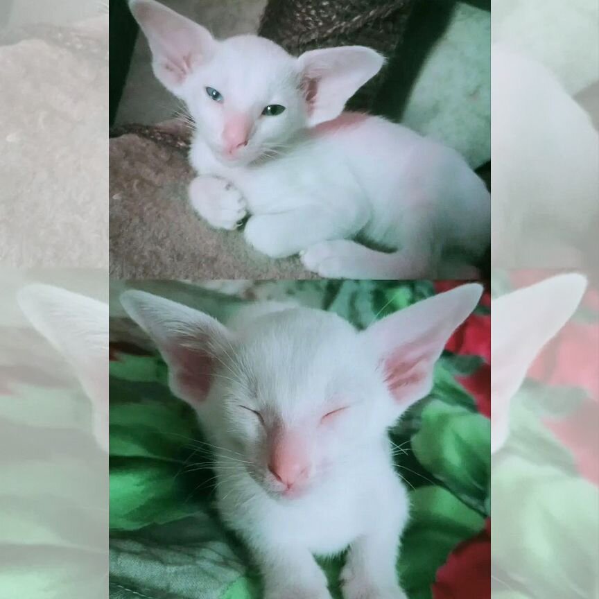Ориентальные котята