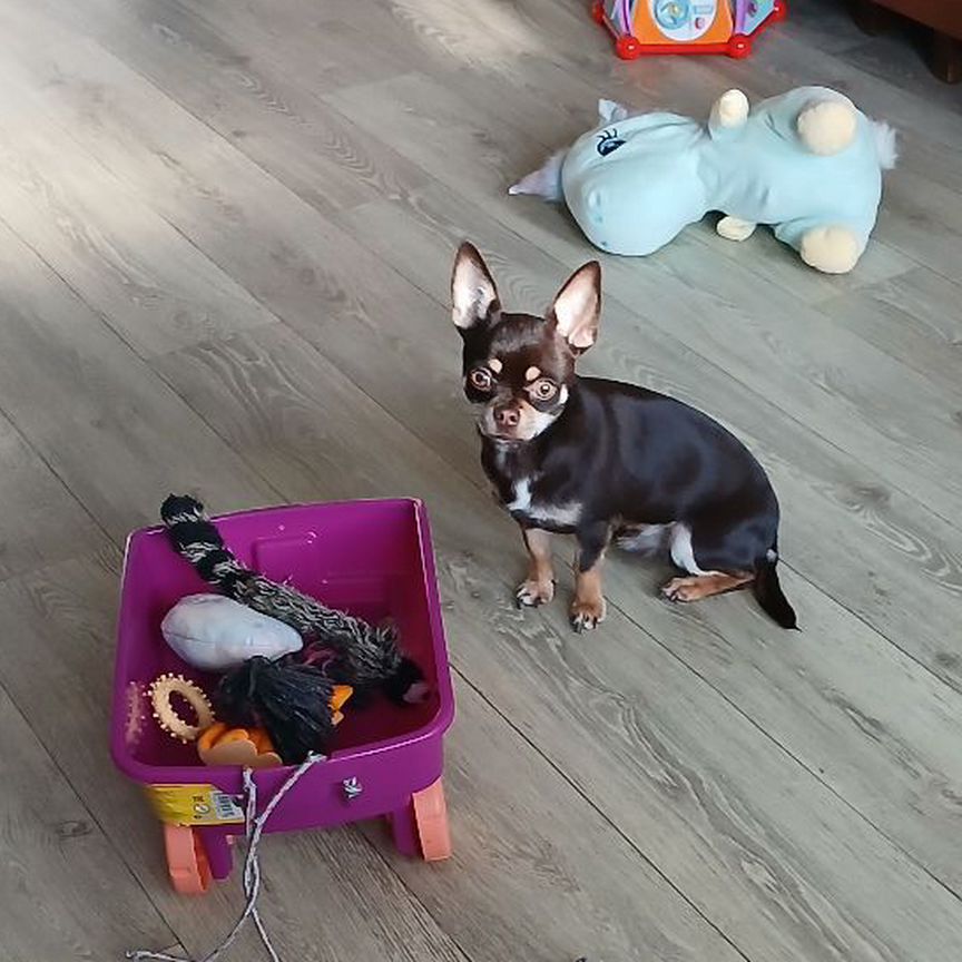 Ищу невесту