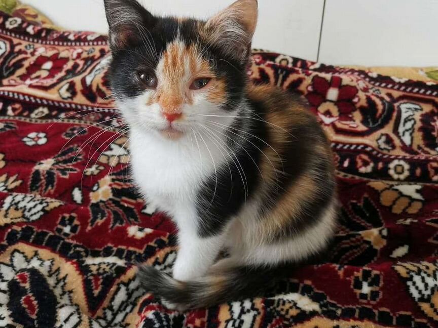 Европейская кошка