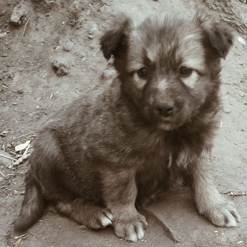 Щенок в добрые руки