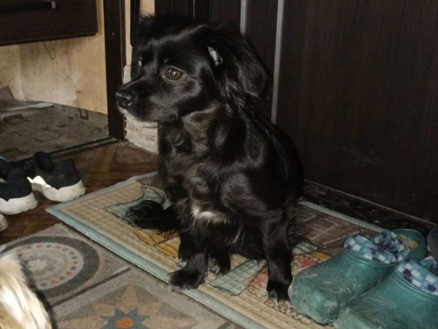 Небольшая собачка в Добрые руки