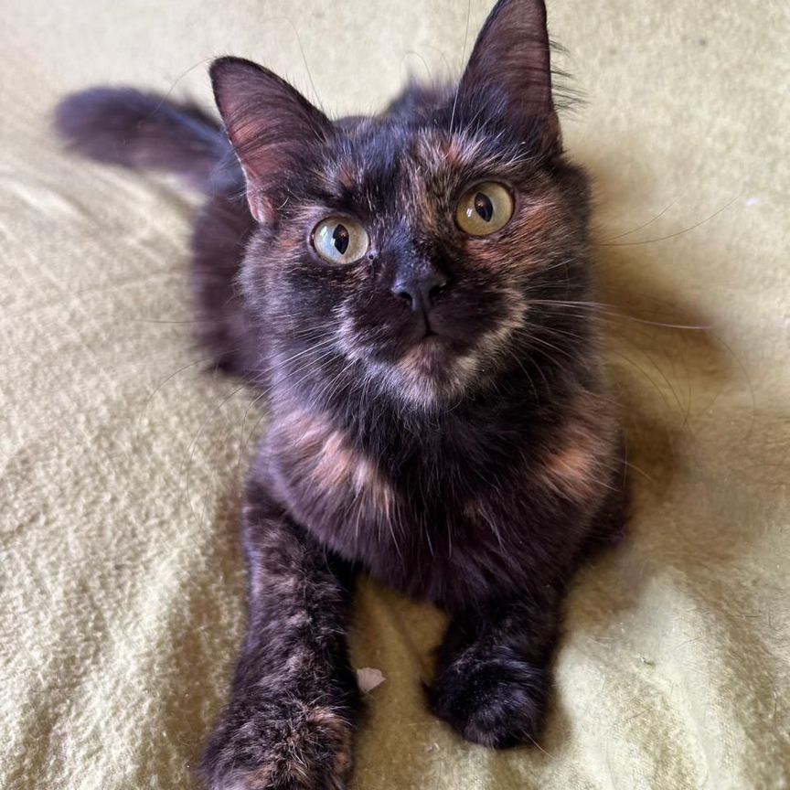 Кошечка Корица 1год