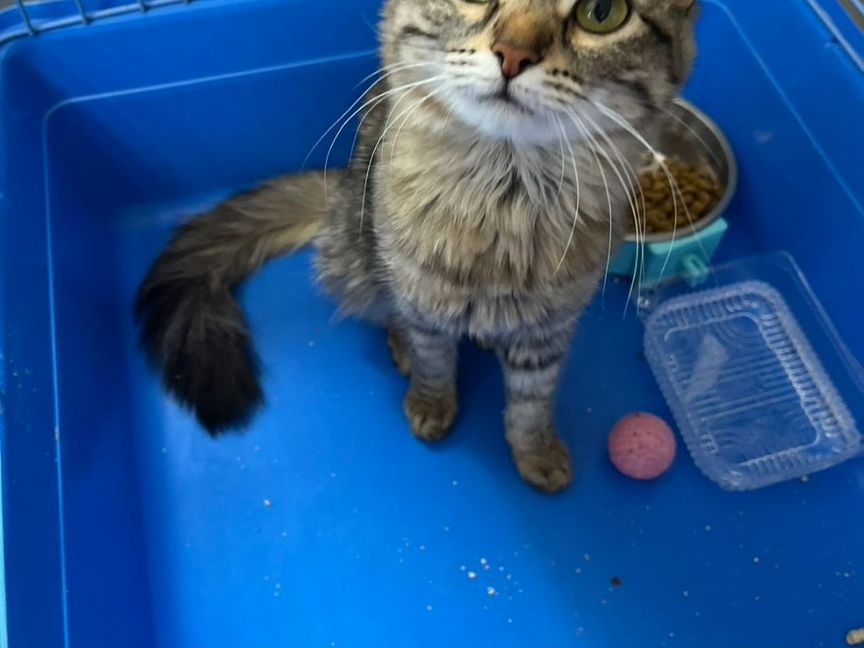 Котенок белочка мурчалка привитая