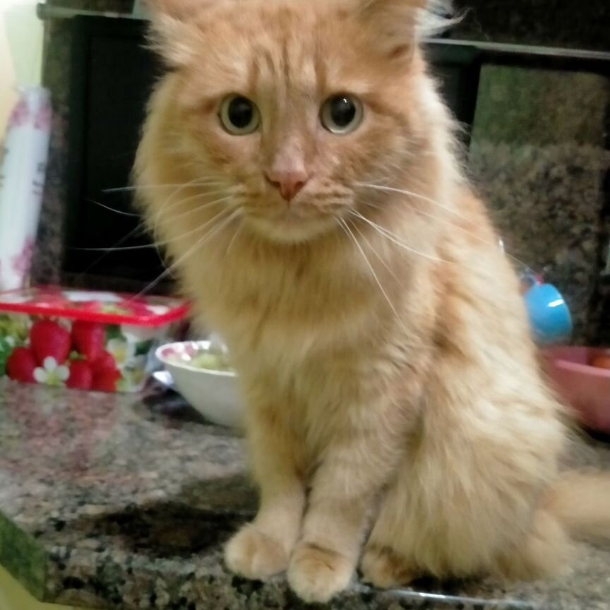 Котик