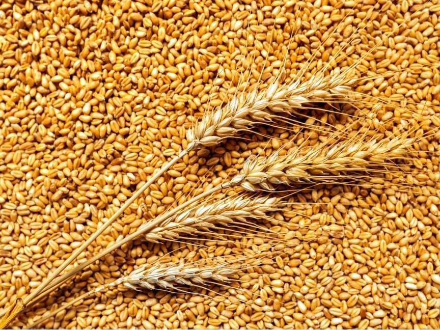 Продажа зерна