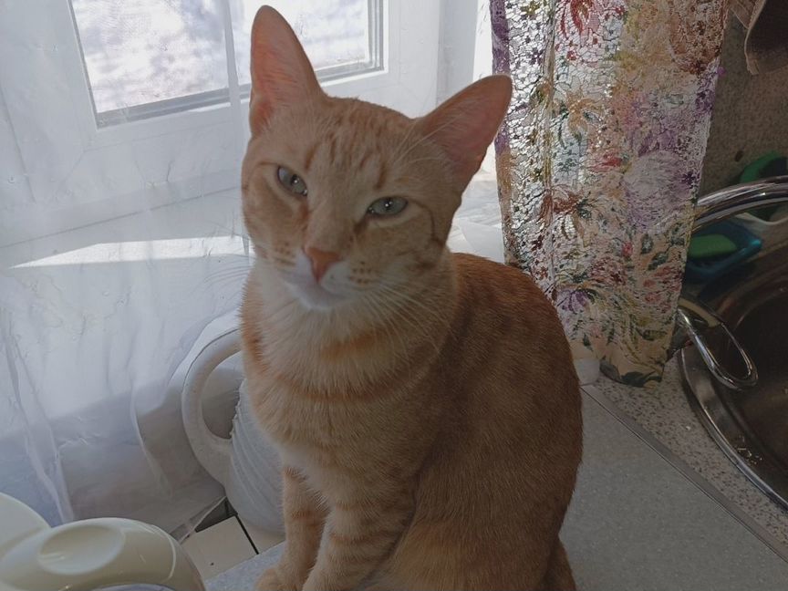 Рыжее счастье ищет дом