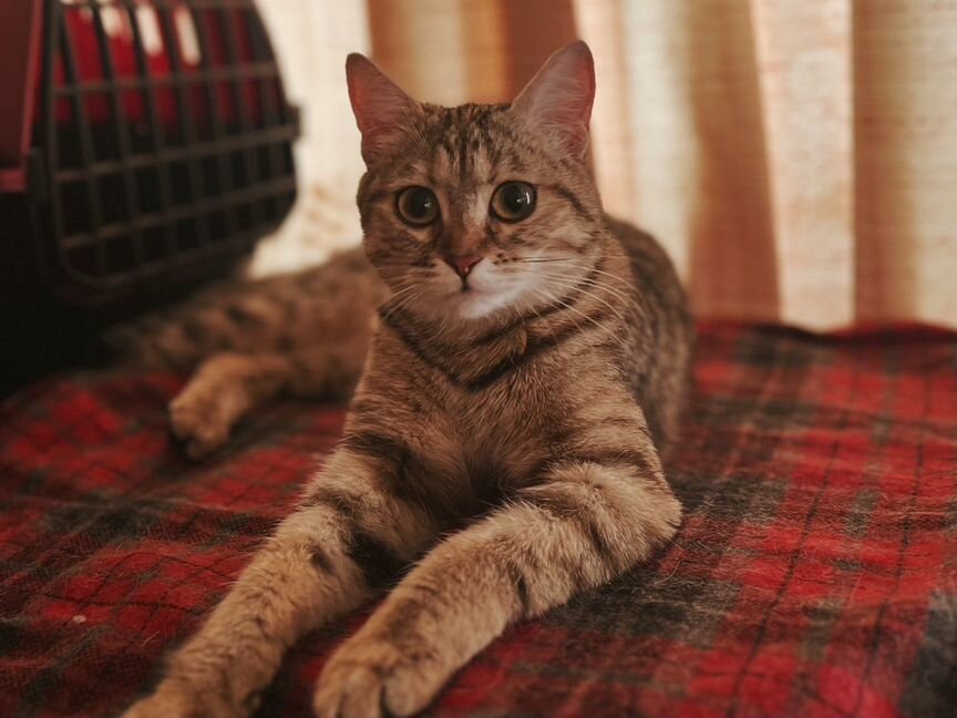 Милка в добрые руки