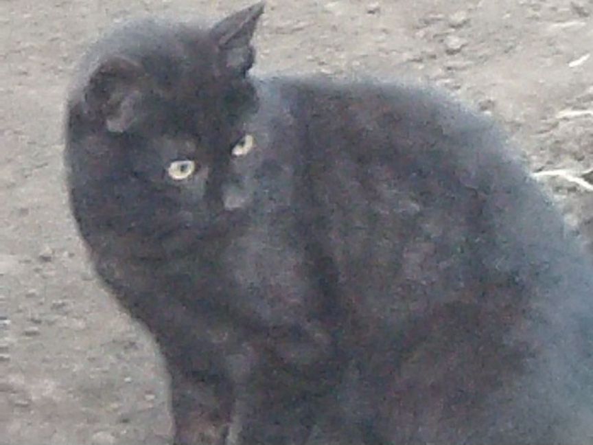 Котики бесплатно в добрые руки
