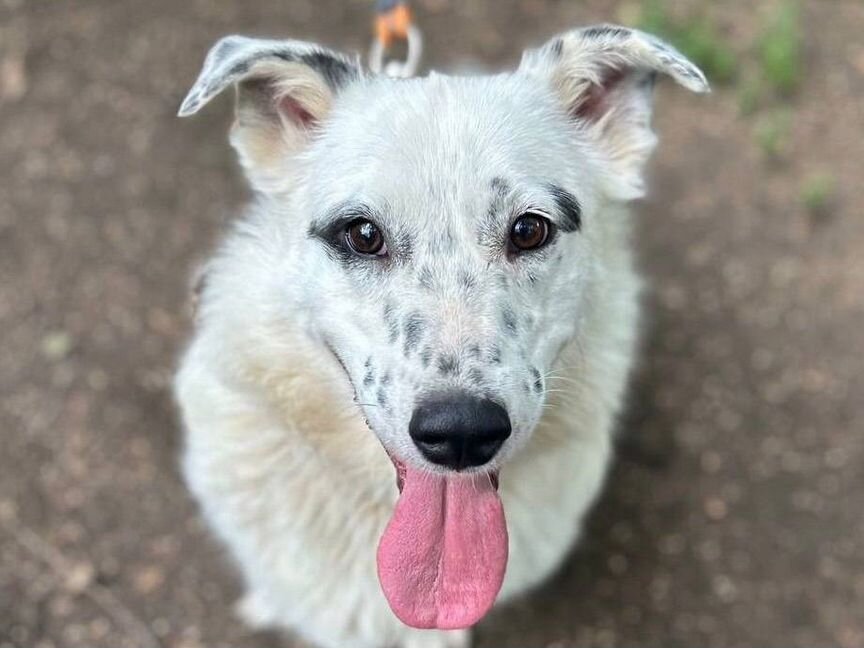 Собака в добрые руки