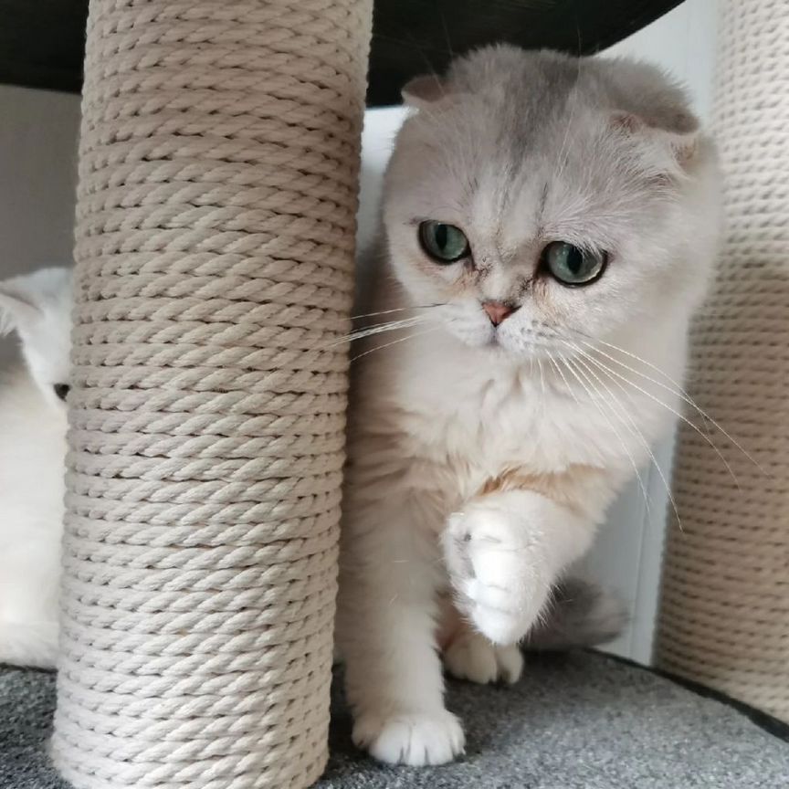 Серебристая шиншилла кошка скоттиш фолд