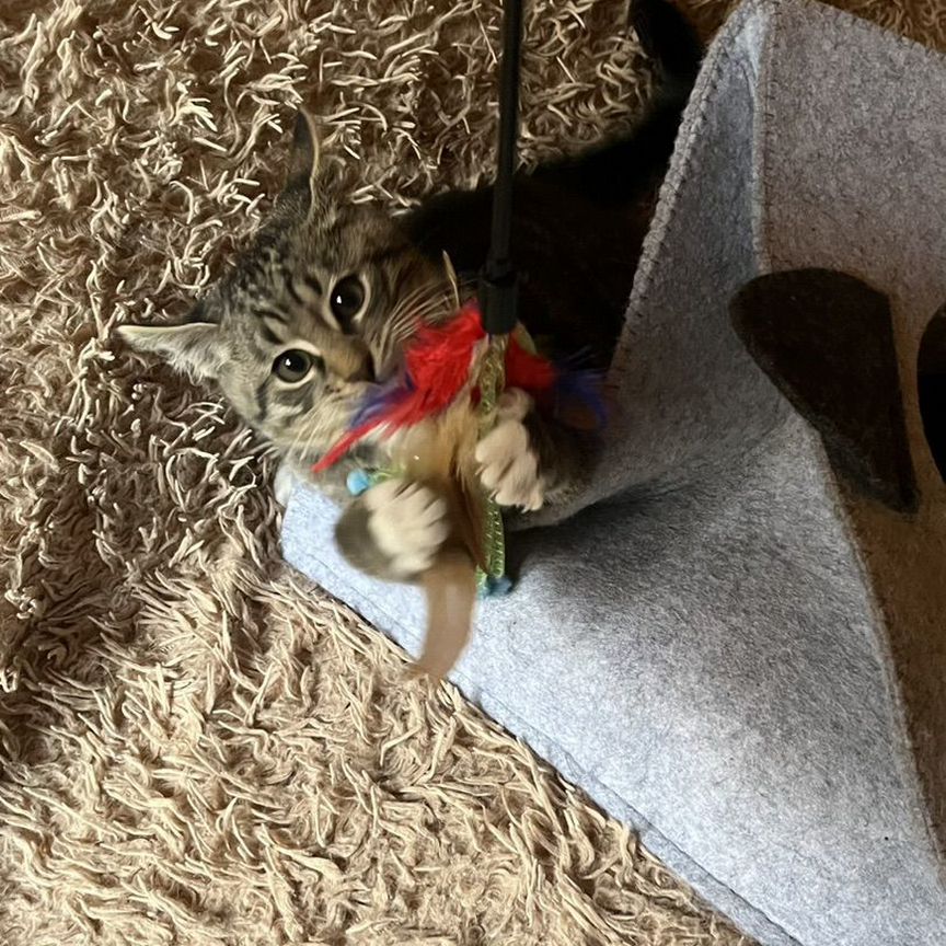 Котенок
