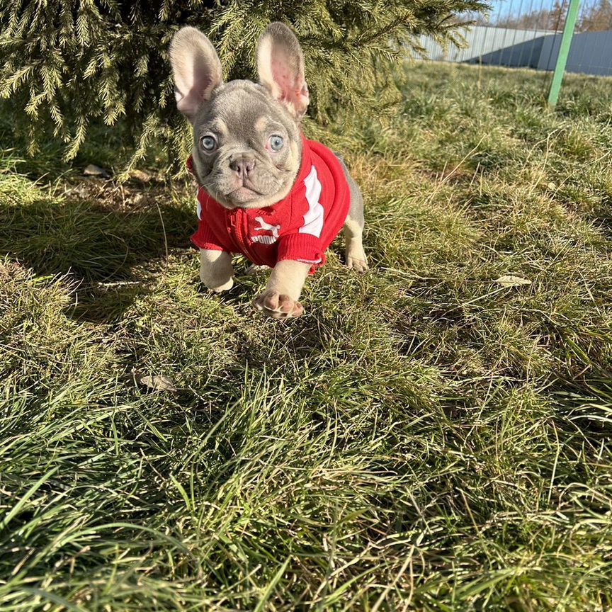 Сладкая парочка