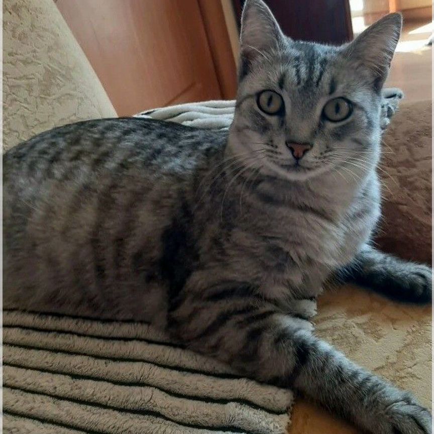 Взрослый кот в добрые руки