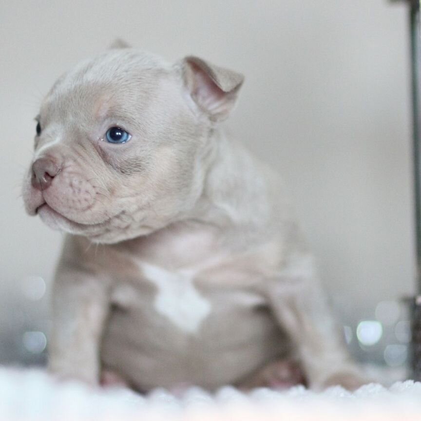 Американский булли, щенок