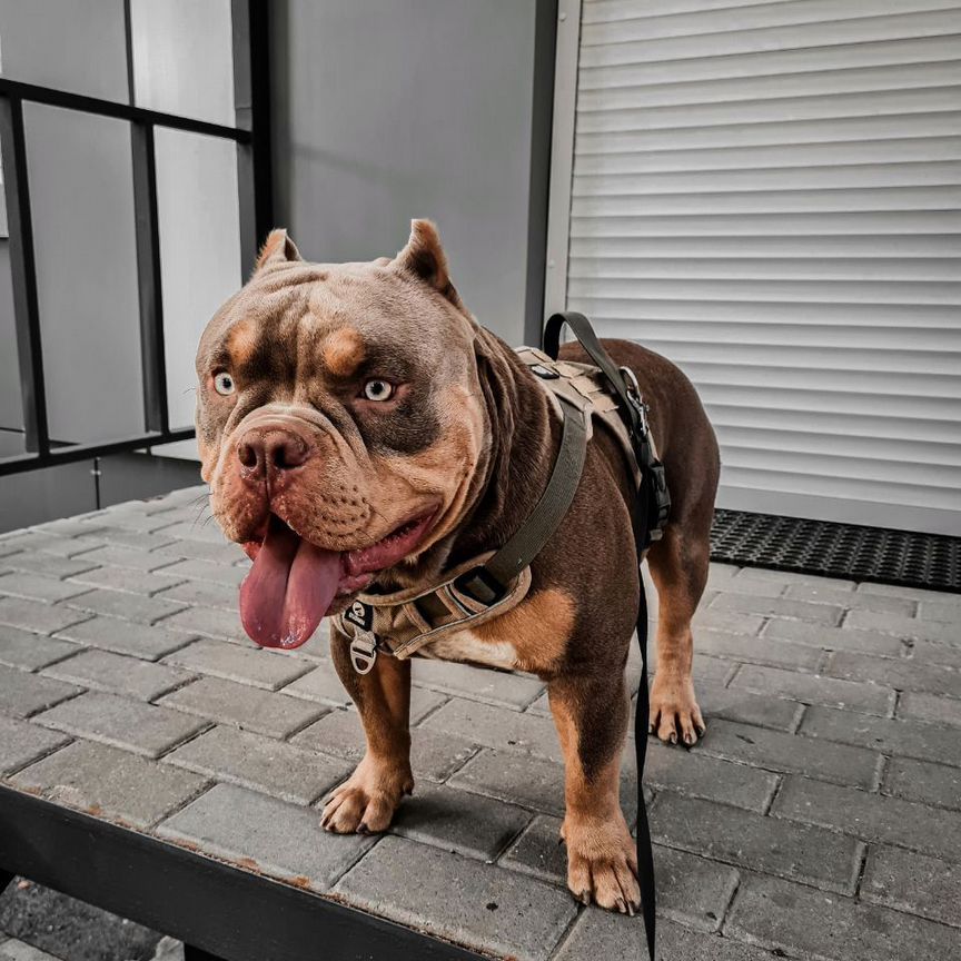 Щенок Амбулли