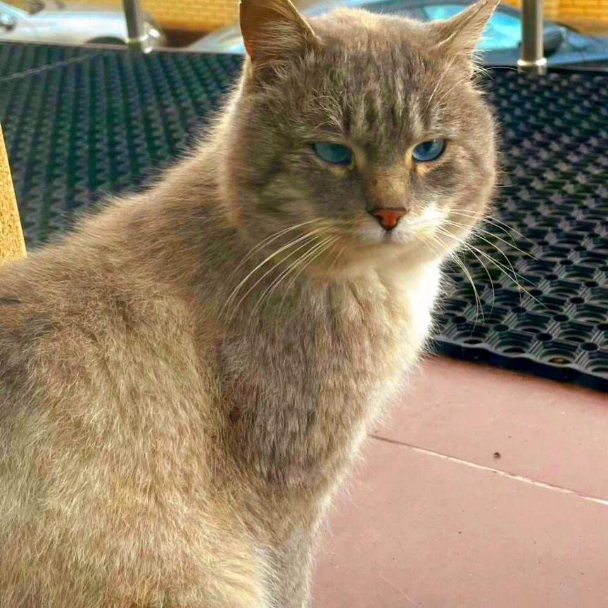Котик
