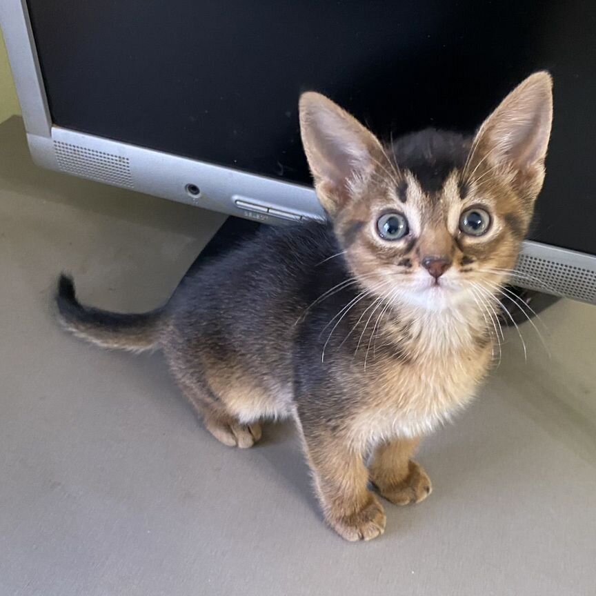 Абиссинская