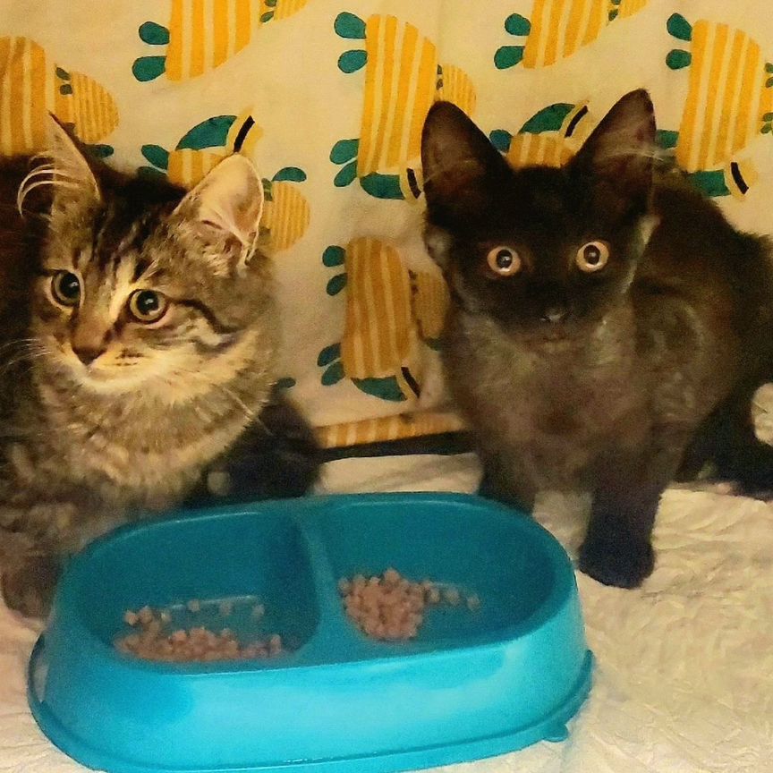 Котята сестрички