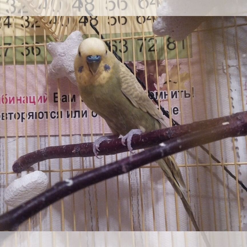 Волнистый попугай самка