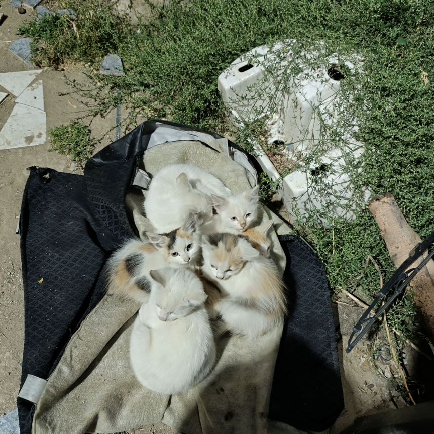 Котята беспризорники отдам
