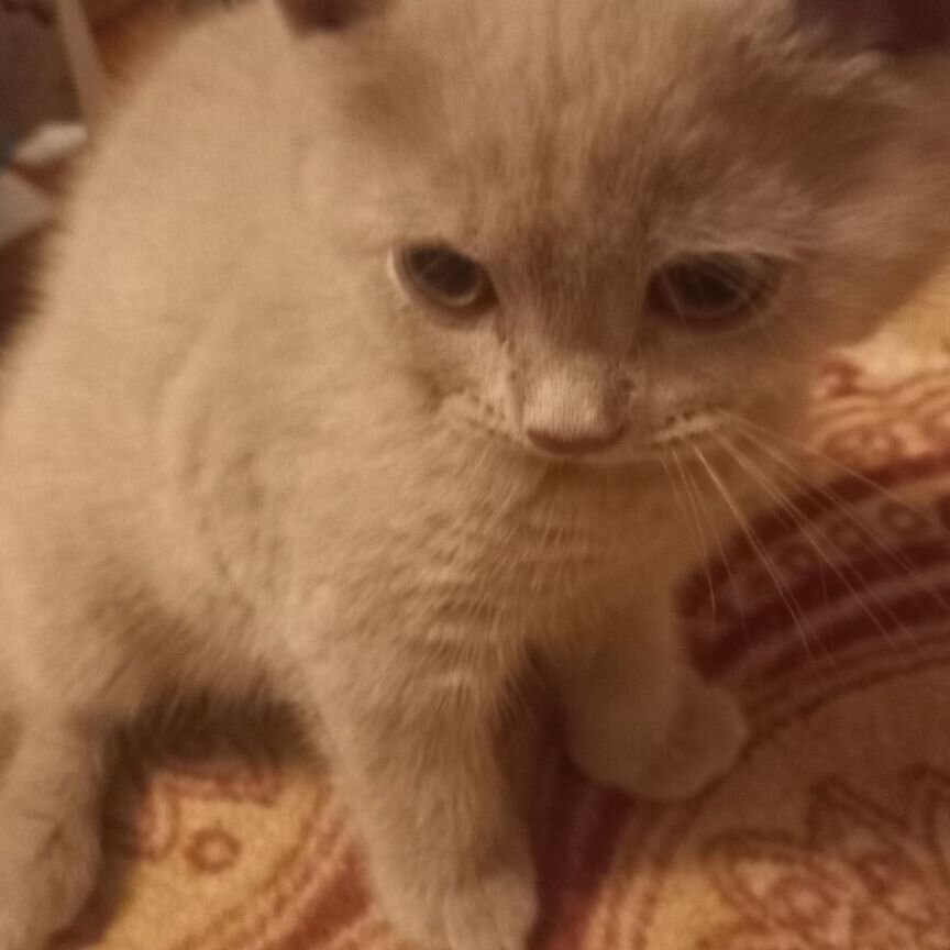Британские котята