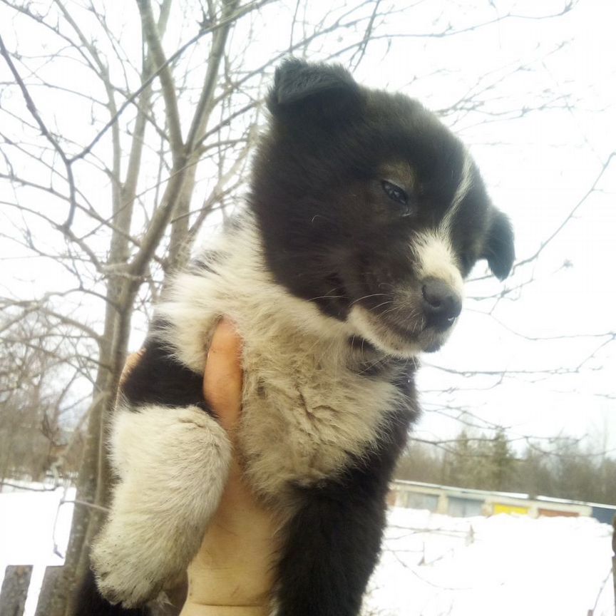 Собаки бесплатно, дворняжки