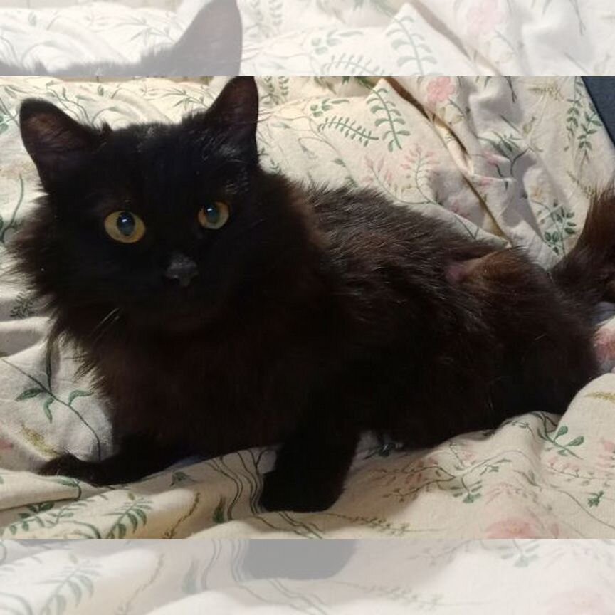 Взрослая, кошка в добрые руки