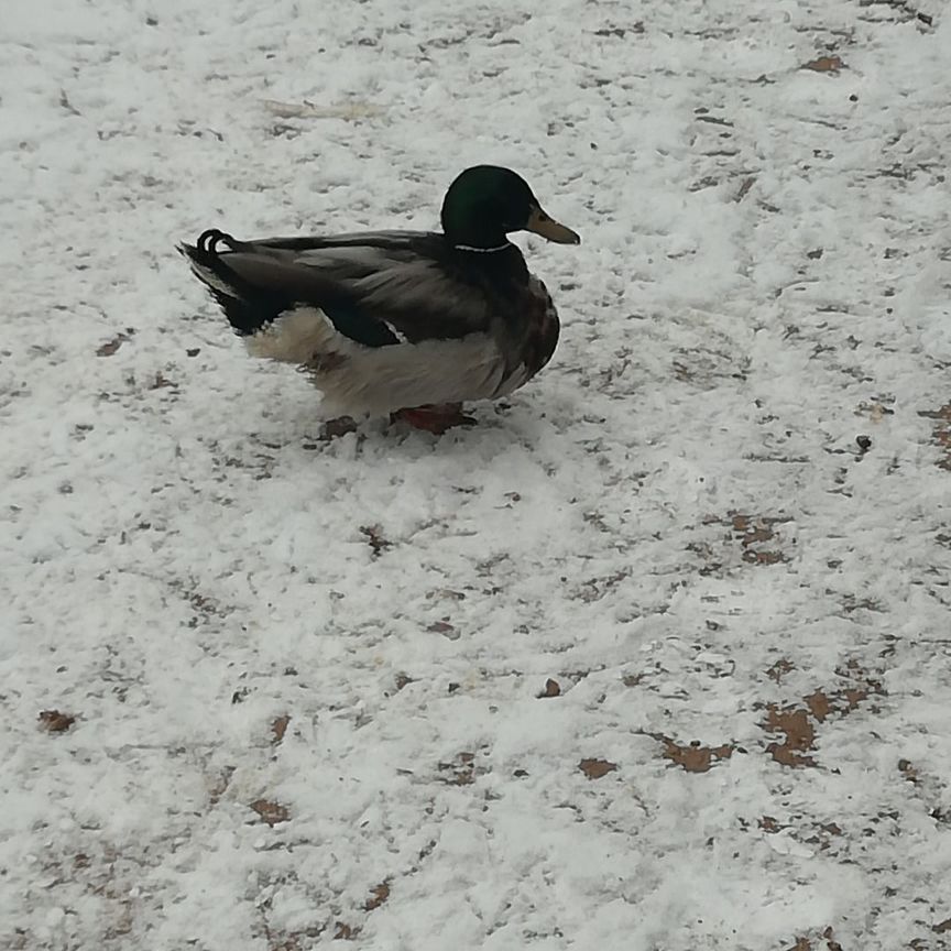 Дикие утки и селезни