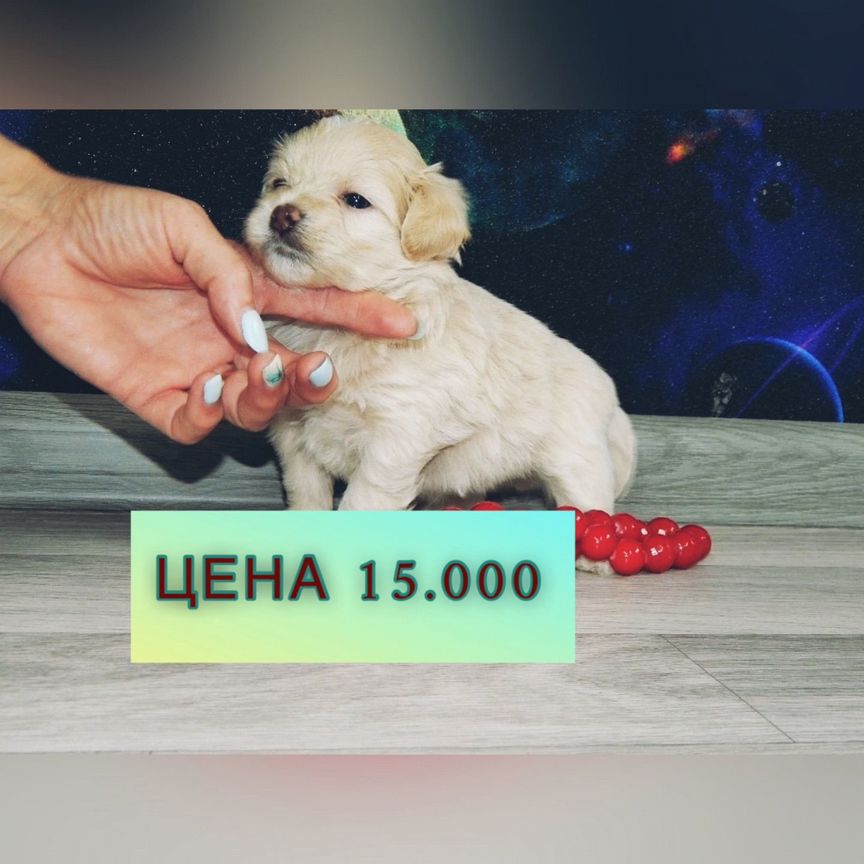 Мальчишка от пудля и шпица