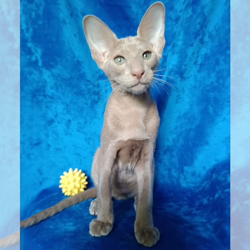 Ориентальный котёнок