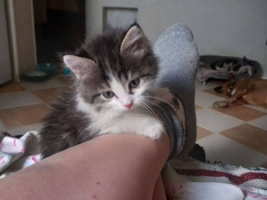 Котёнок девочка в дар бесплатно в добрые руки