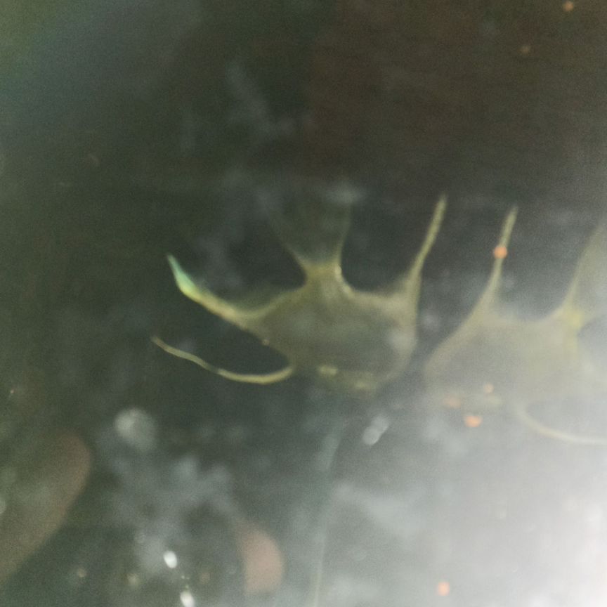 Снежно белые скалярии 3шт и две чëрные