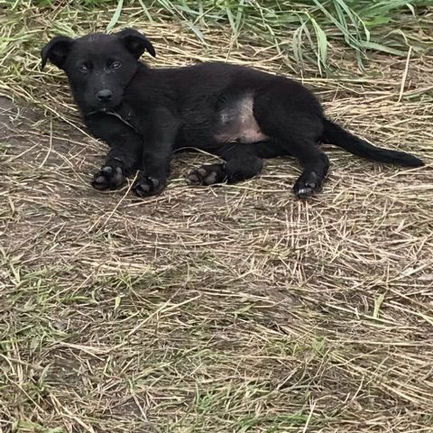 Пристраиваются щенки подростки
