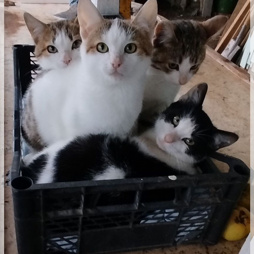 Котёнок в добрые руки