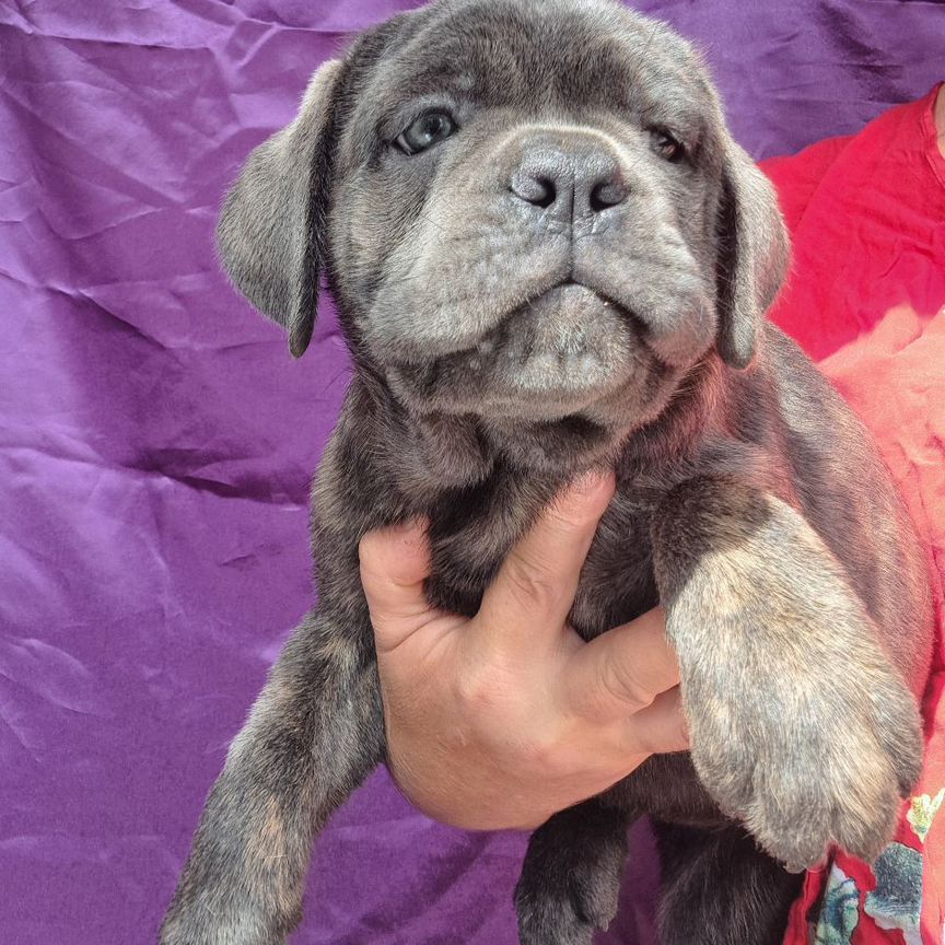 Девочка кане корсо