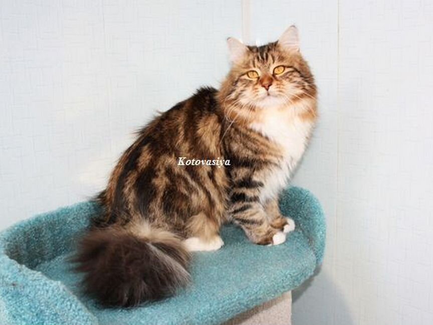Молодой сибирский кот