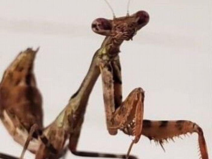 Богомол Африканский короткокрылый