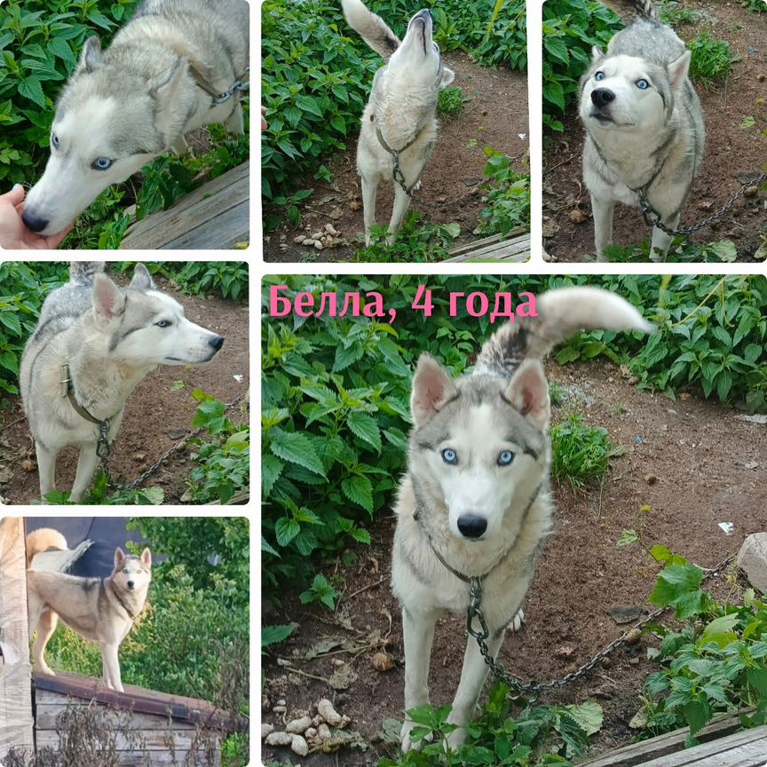 Хаски на цепи 4 года