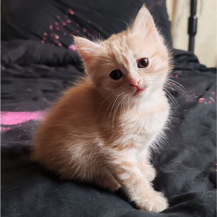 Котёнок в добрые руки