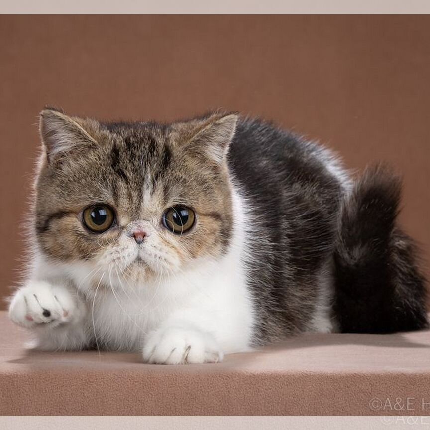 Экзотический короткошёрстный котёнок
