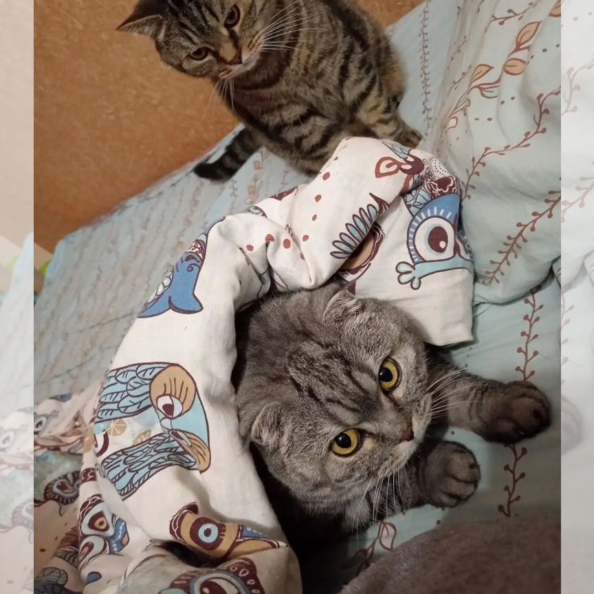 Британский короткошёрстный, взрослый кот