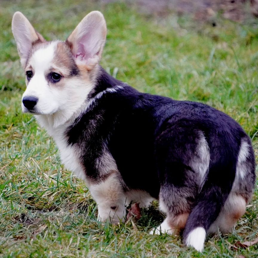 Вельш Корги Пемброк, щенок